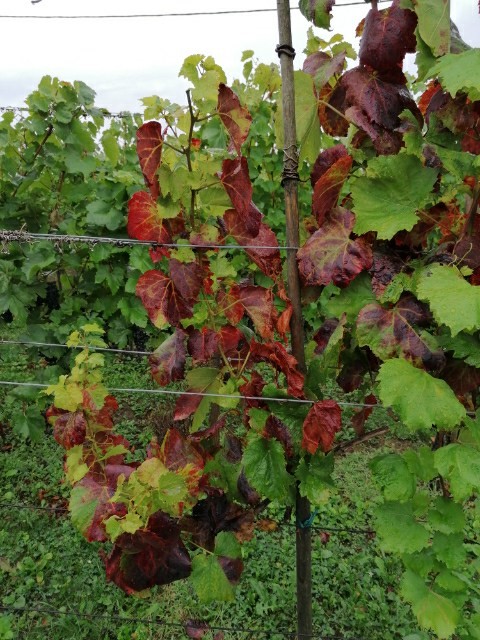 Video gradivo o gospodarsko pomembnemu škodljivemu organizmu zlati ...