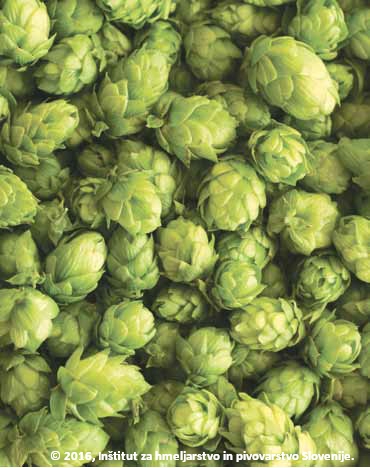 Bobek - Inštitut za hmeljarstvo in pivovarstvo Slovenije